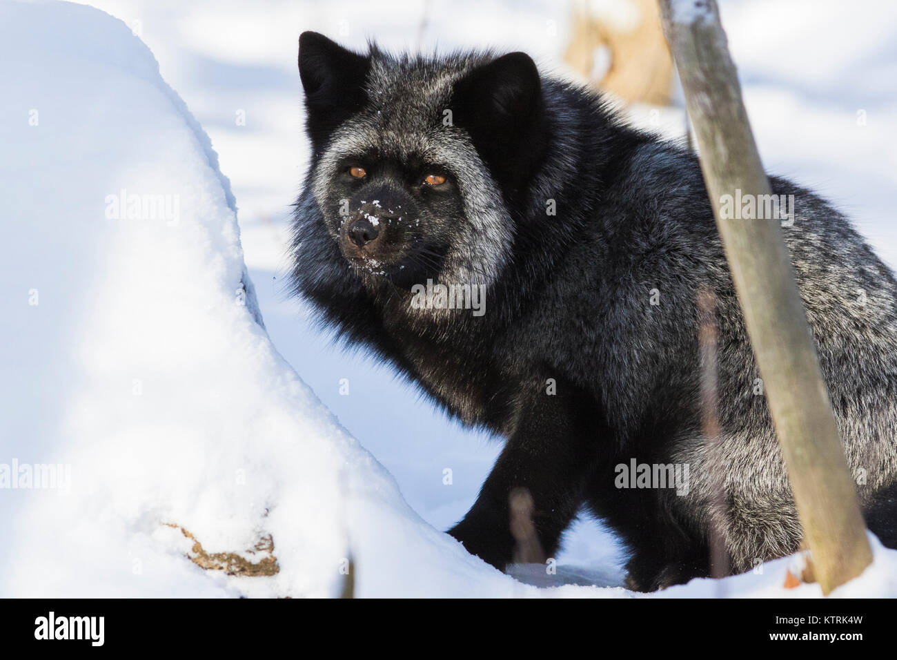 Black Silver fox, melanistic form of the red fox (Vulpes vulpes) in ...