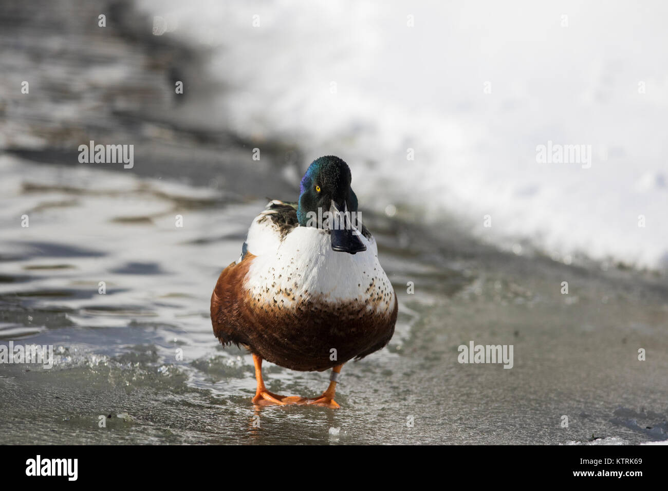 Drake in winter plumage hi-res stock photography and images - Alamy
