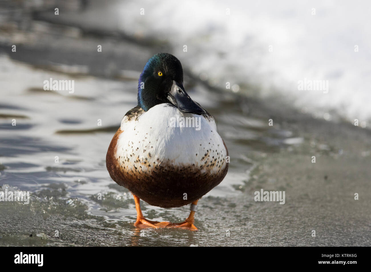 northern shoveler drake in winter Stock Photo - Alamy