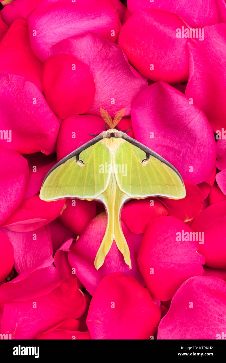 Luna Moth (Actias luna) male on bed of red rose petals Stock Photo - Alamy
