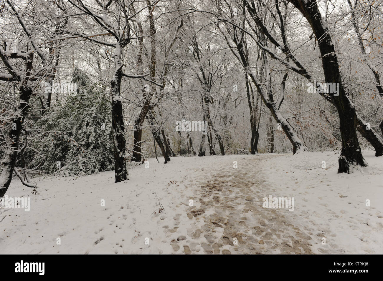 Highgate wood london hi-res stock photography and images - Alamy