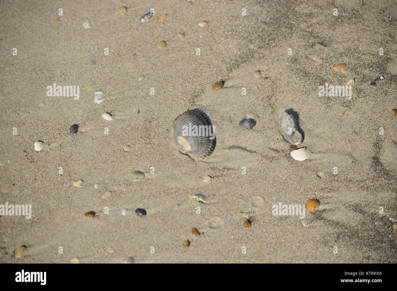 Sea Shells on the beach Stock Photo - Alamy