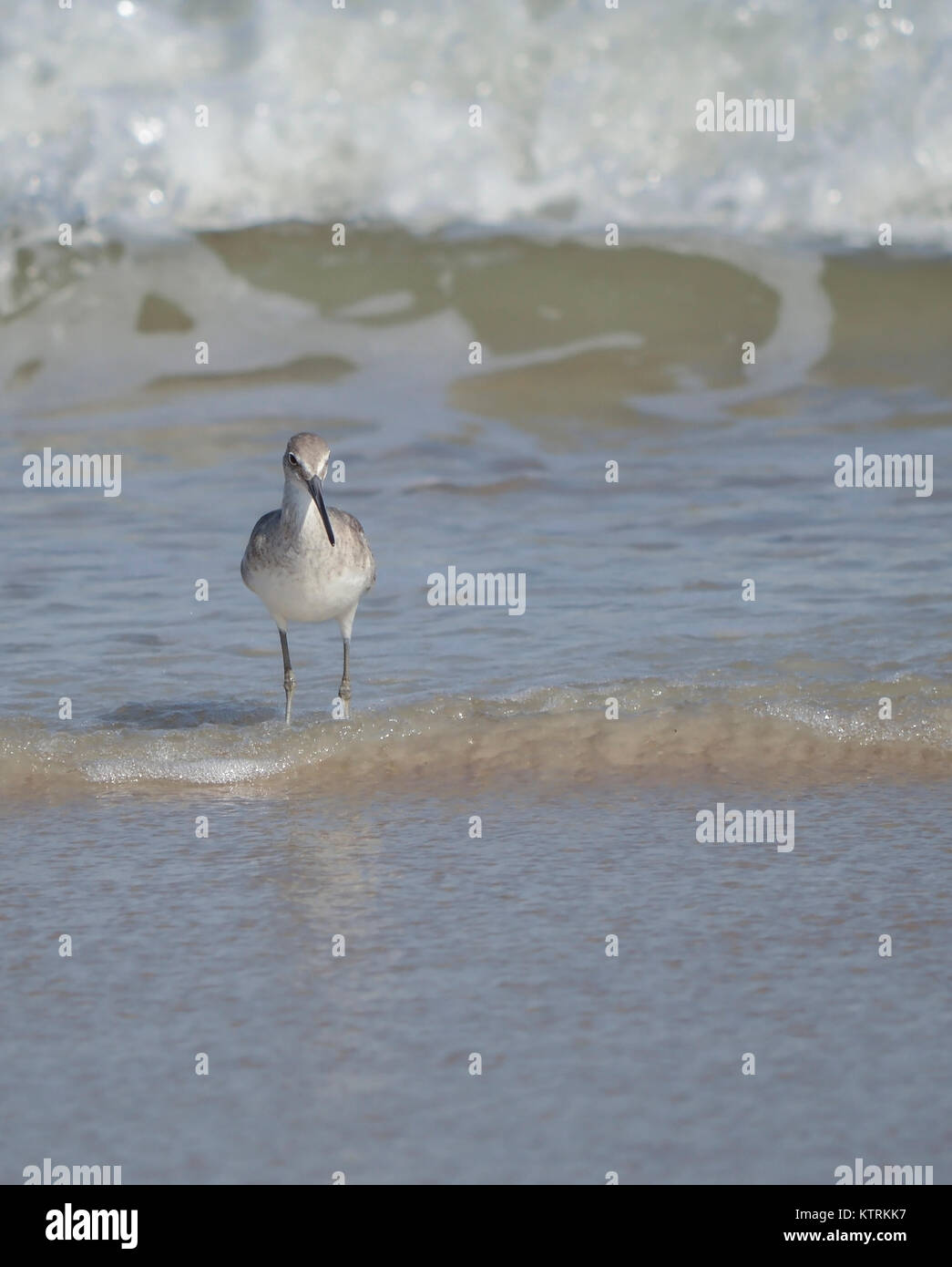 Birds hanging out on Ponce Inlet Beach Stock Photo - Alamy