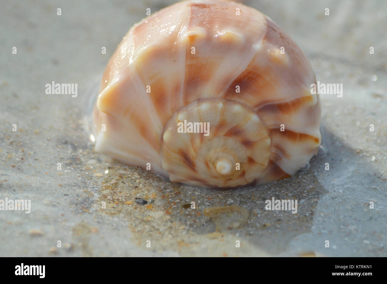 Sea Shells on the beach Stock Photo - Alamy