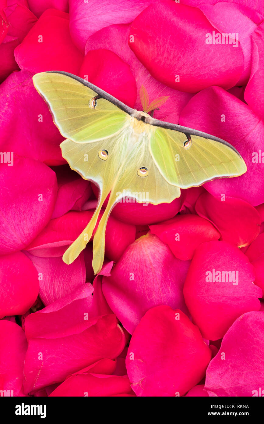 Luna Moth (Actias luna) male on bed of red rose petals Stock Photo - Alamy
