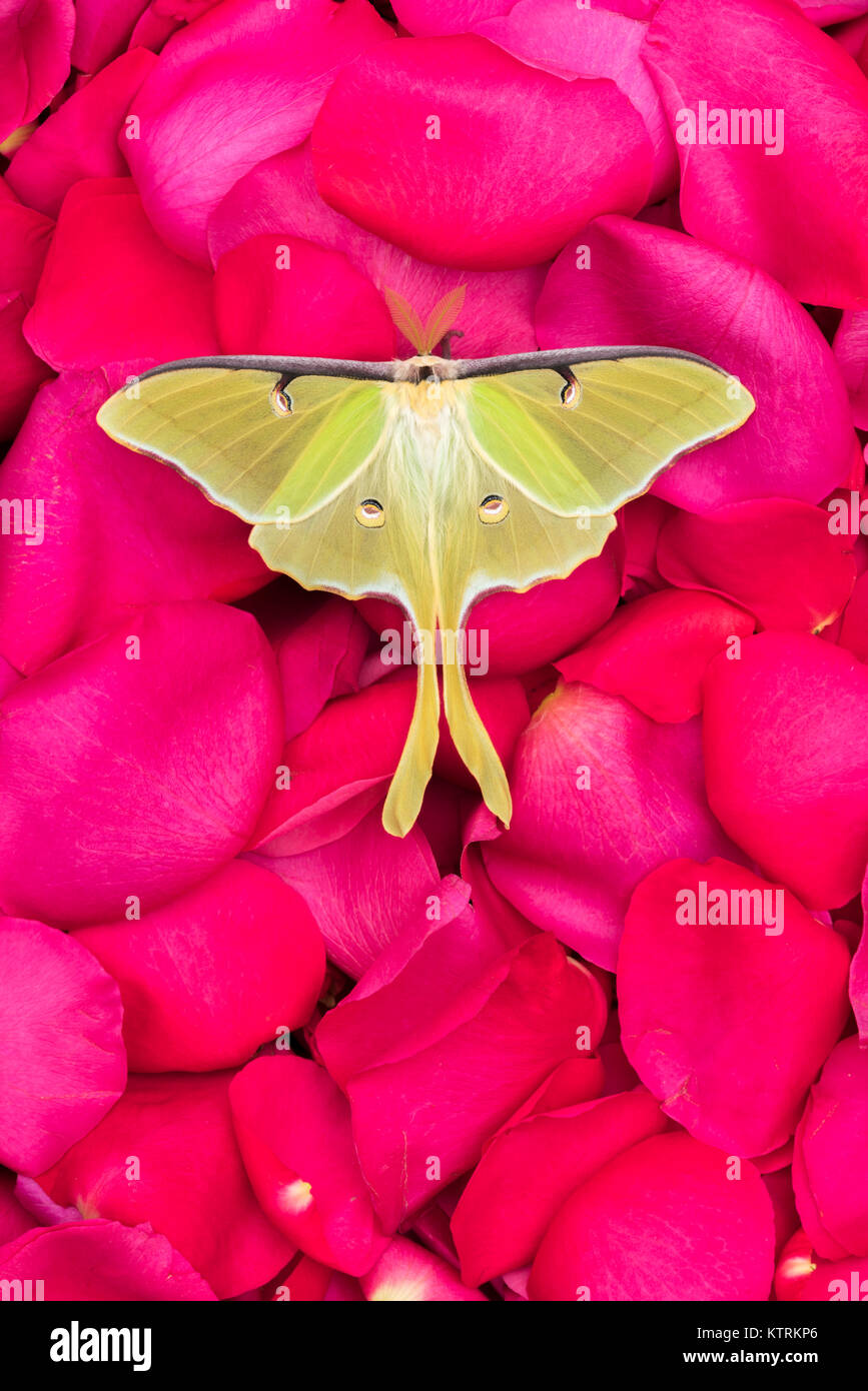 Luna Moth (Actias luna) male on bed of red rose petals Stock Photo - Alamy