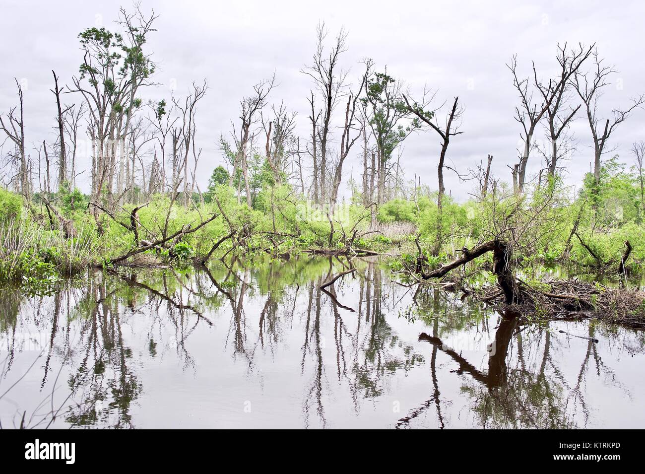 Murky swamp hi-res stock photography and images - Alamy
