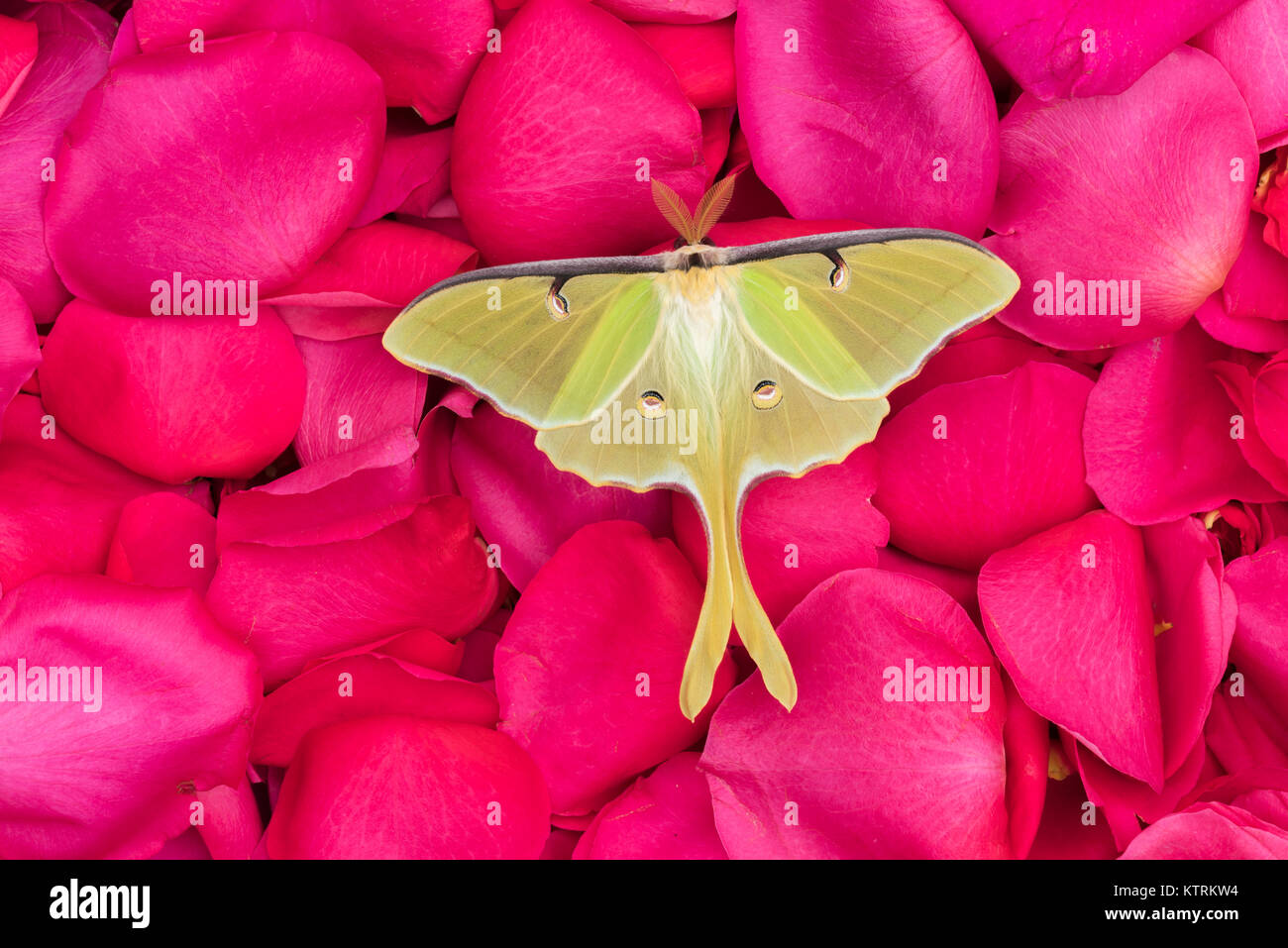Luna Moth (Actias luna) male on bed of red rose petals Stock Photo - Alamy