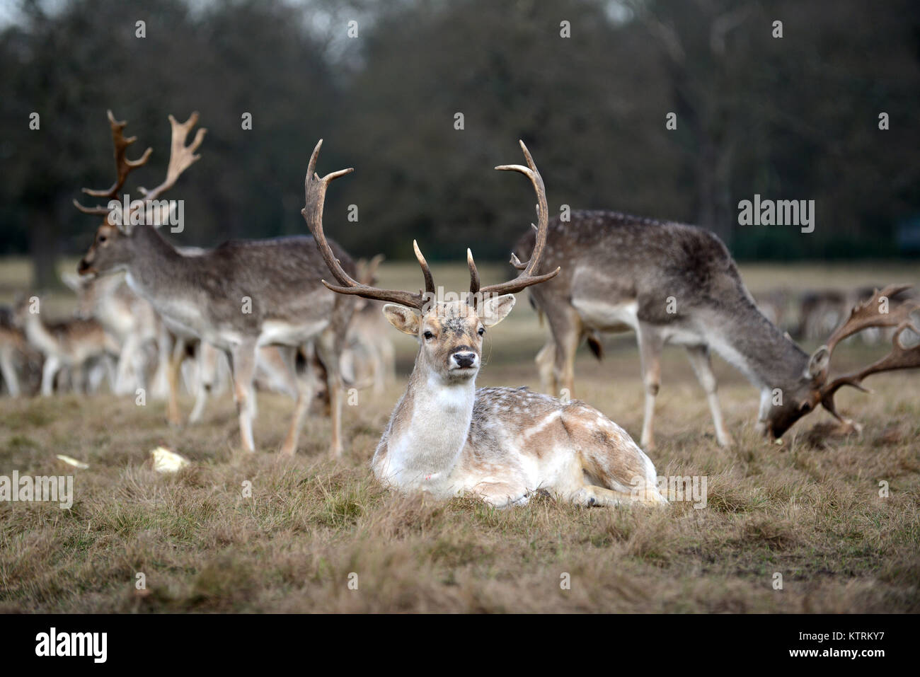 Fallow deer buck grazing in Shropshire Uk Stock Photo - Alamy