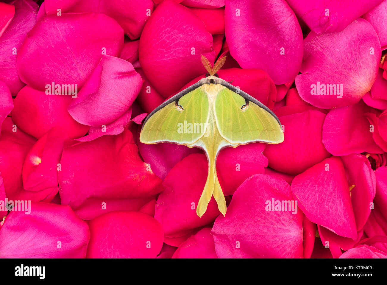 Luna Moth (Actias luna) male on bed of red rose petals Stock Photo - Alamy