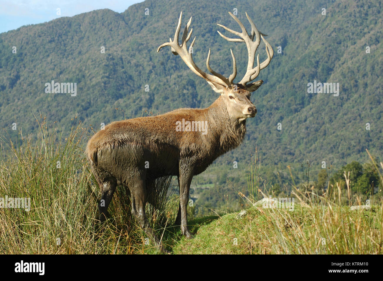 a 16 point red deer stag of 379 SCI, West Coast, South Island, New ...