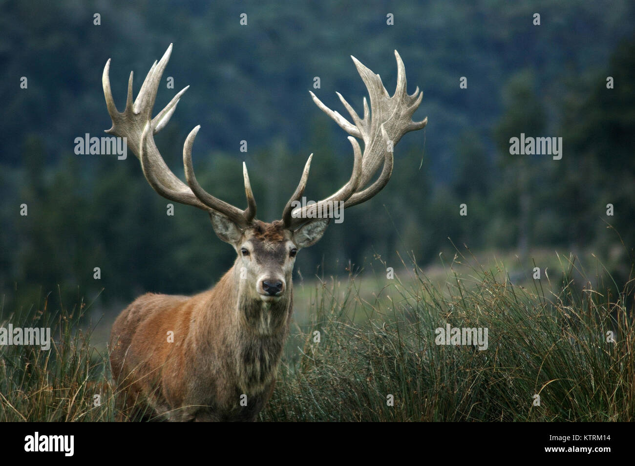 magnificent 21 point red deer stag rated at 430 SCI, West Coast, South ...