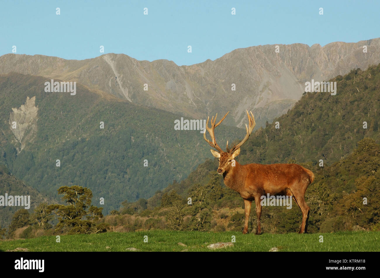 a 16 point red deer stag of 316 SCI, West Coast, South Island, New ...