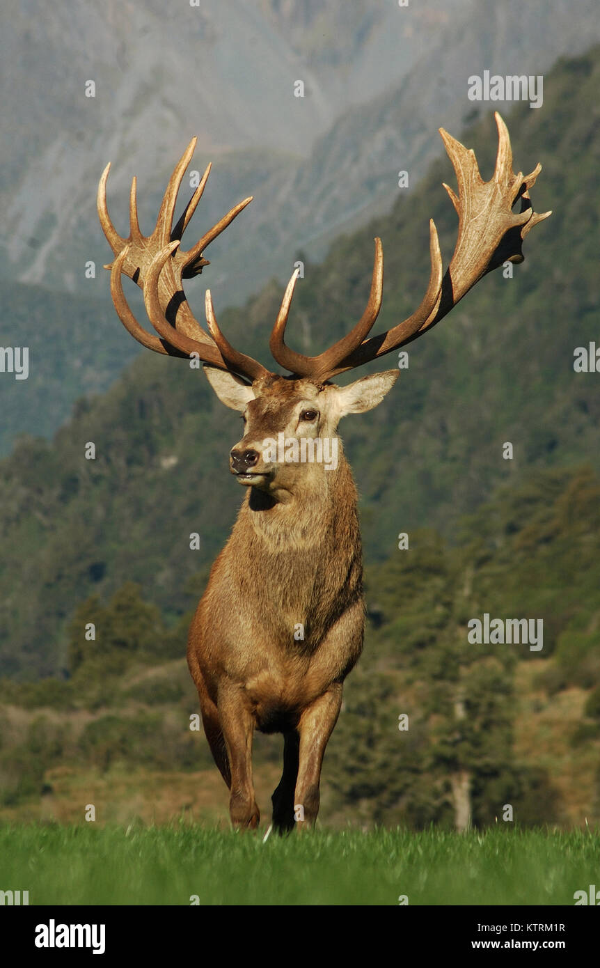 21 point red deer stag rated at 430 SCI, West Coast, South Island, New ...
