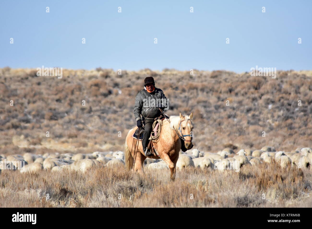 A sheepherder rides their horse through the Seedskadee National ...
