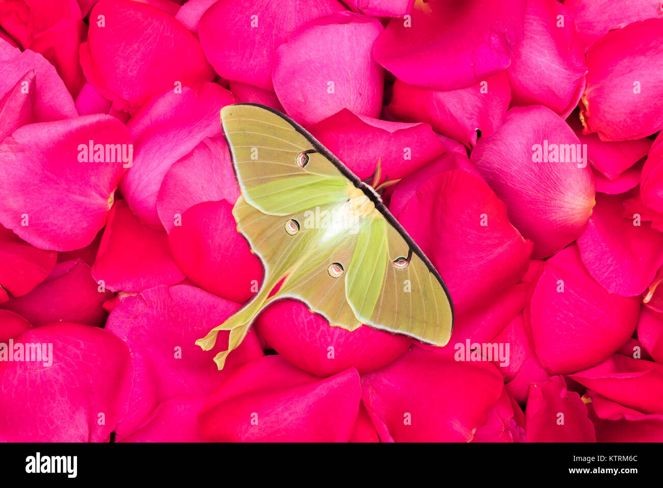 Luna Moth (Actias luna) male on bed of red rose petals Stock Photo - Alamy