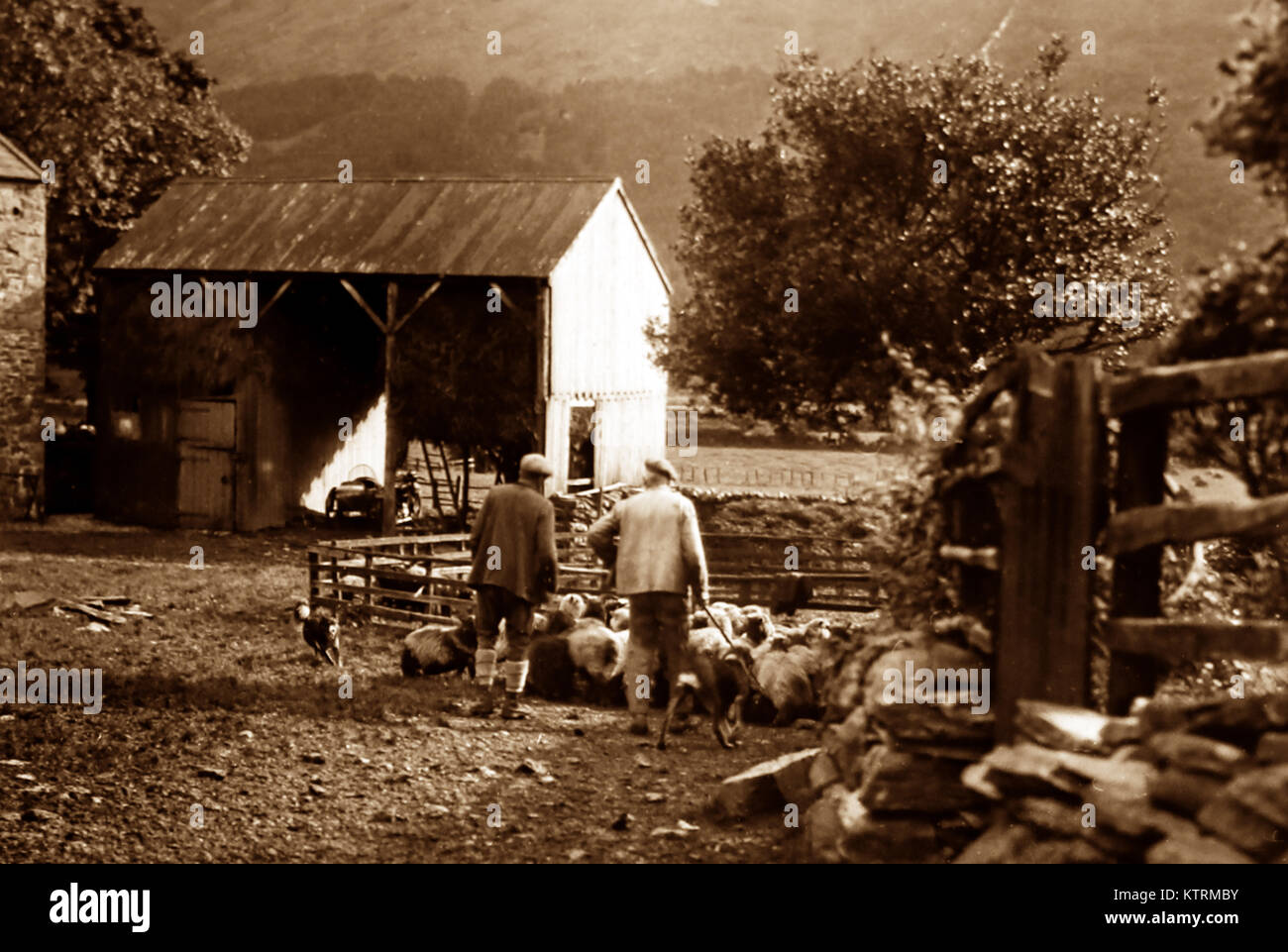 Victorian Farm Sheep High Resolution Stock Photography and Images - Alamy