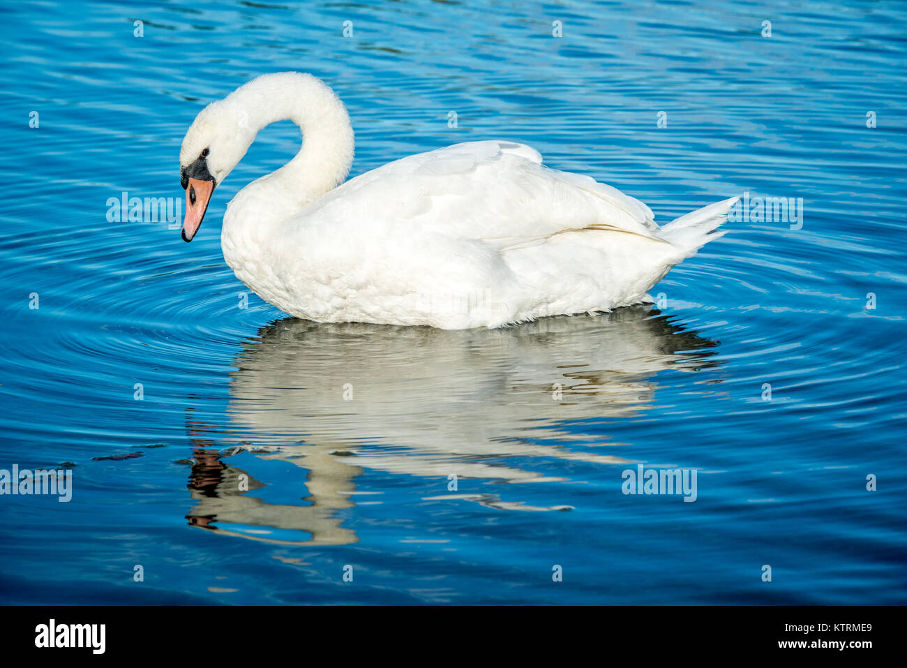 Scorton north yorkshire hi-res stock photography and images - Alamy