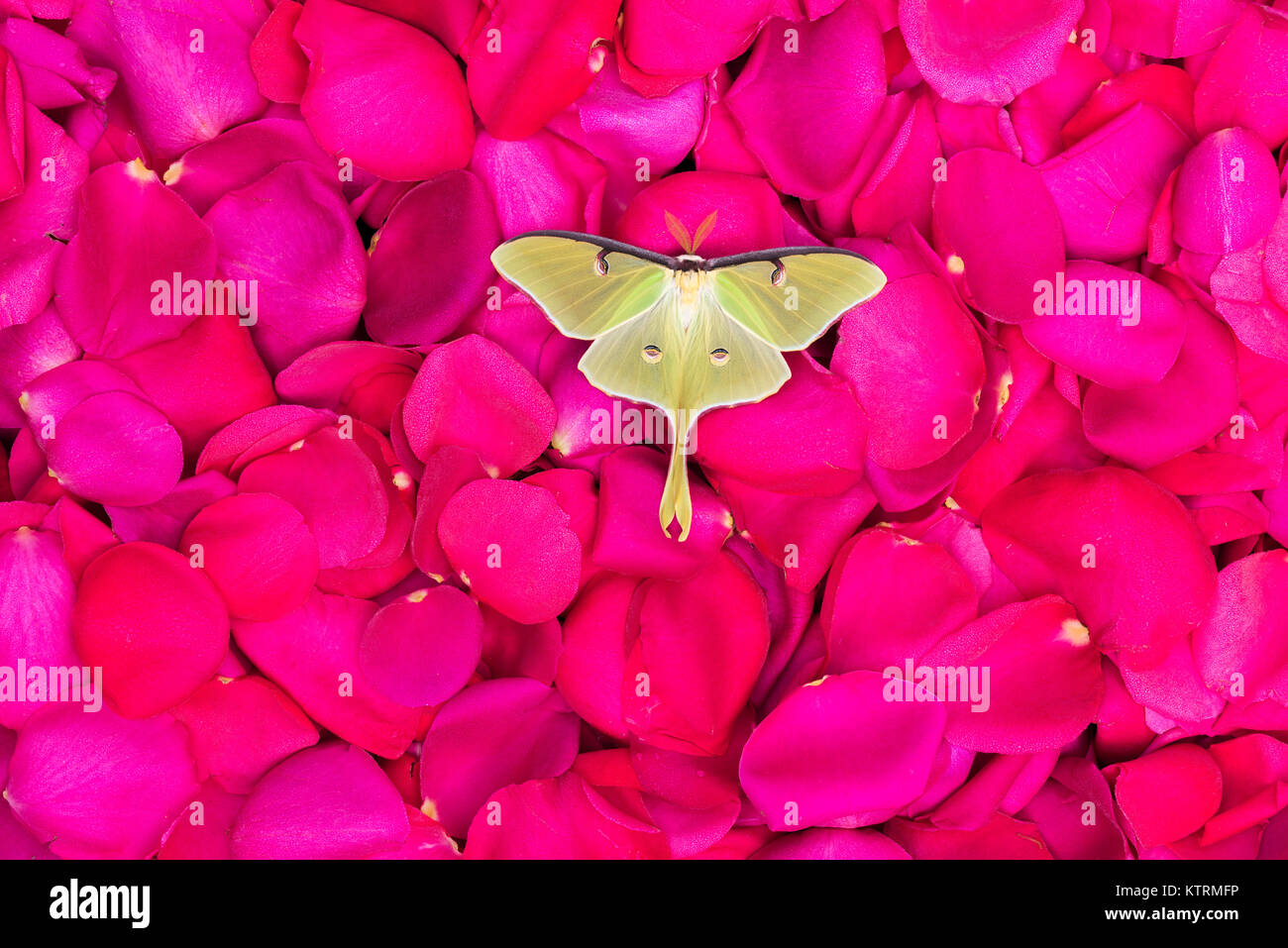Luna Moth (Actias luna) male on bed of red rose petals Stock Photo - Alamy