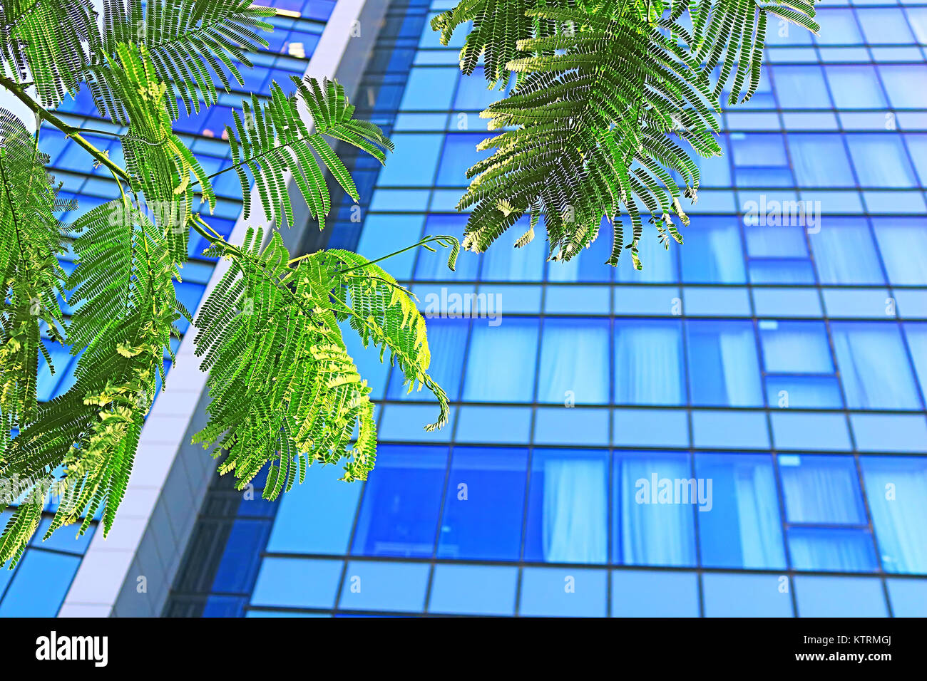 Acacia tower hi-res stock photography and images - Alamy