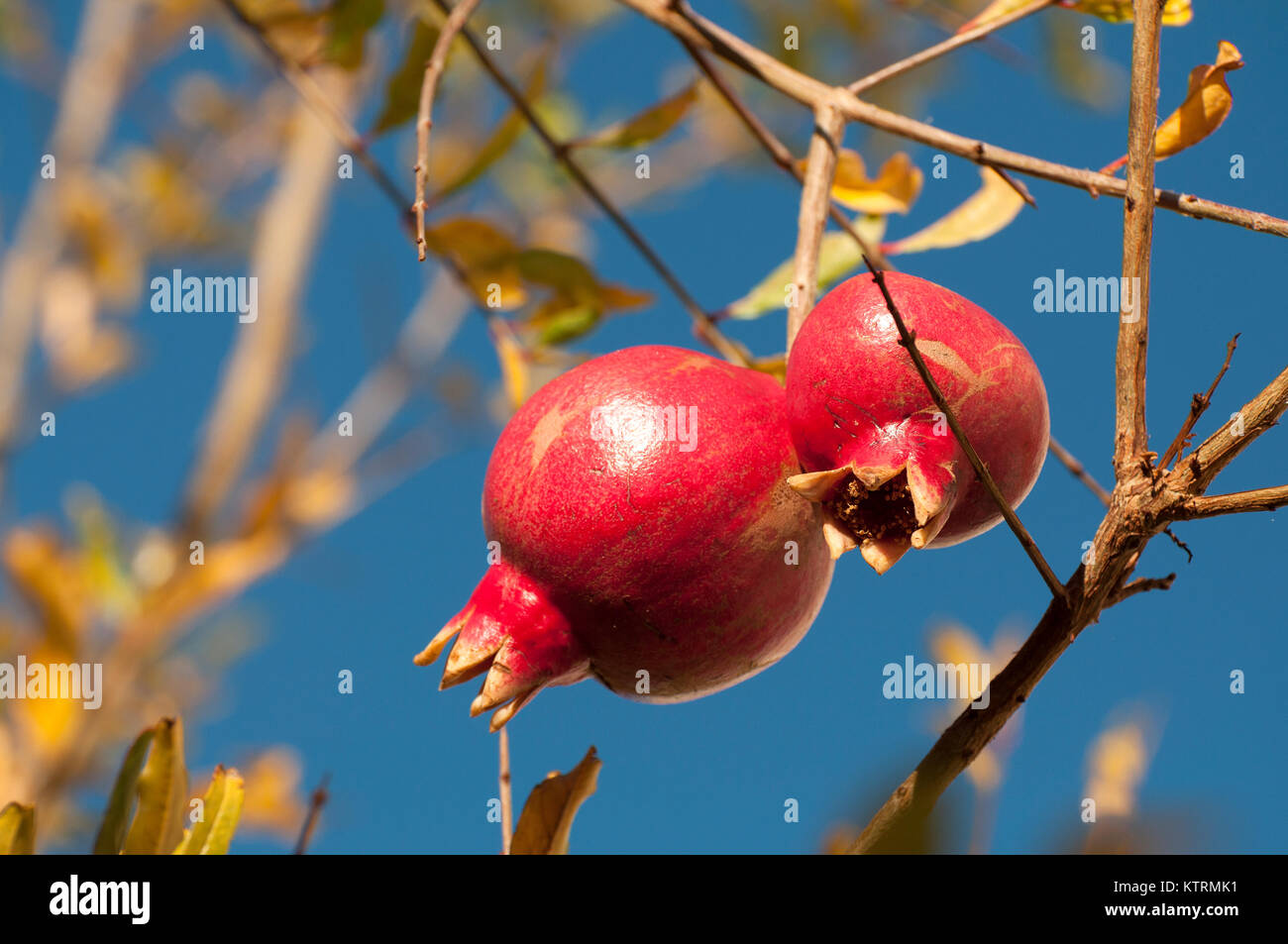Red Pomegranate on the tree Stock Photo - Alamy
