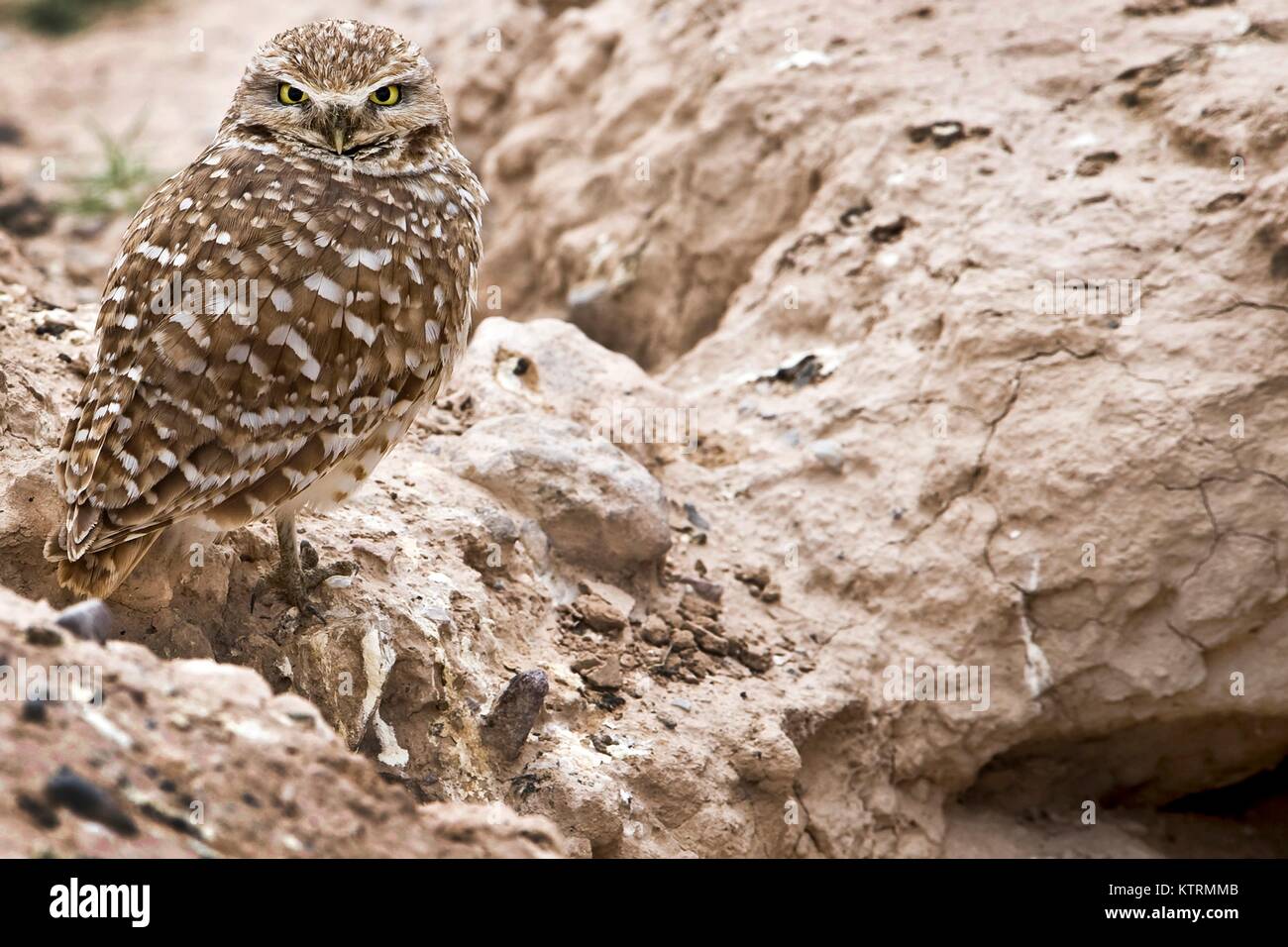 A burrowing owl camouflages into the rocks near the Nellis Sunrise ...
