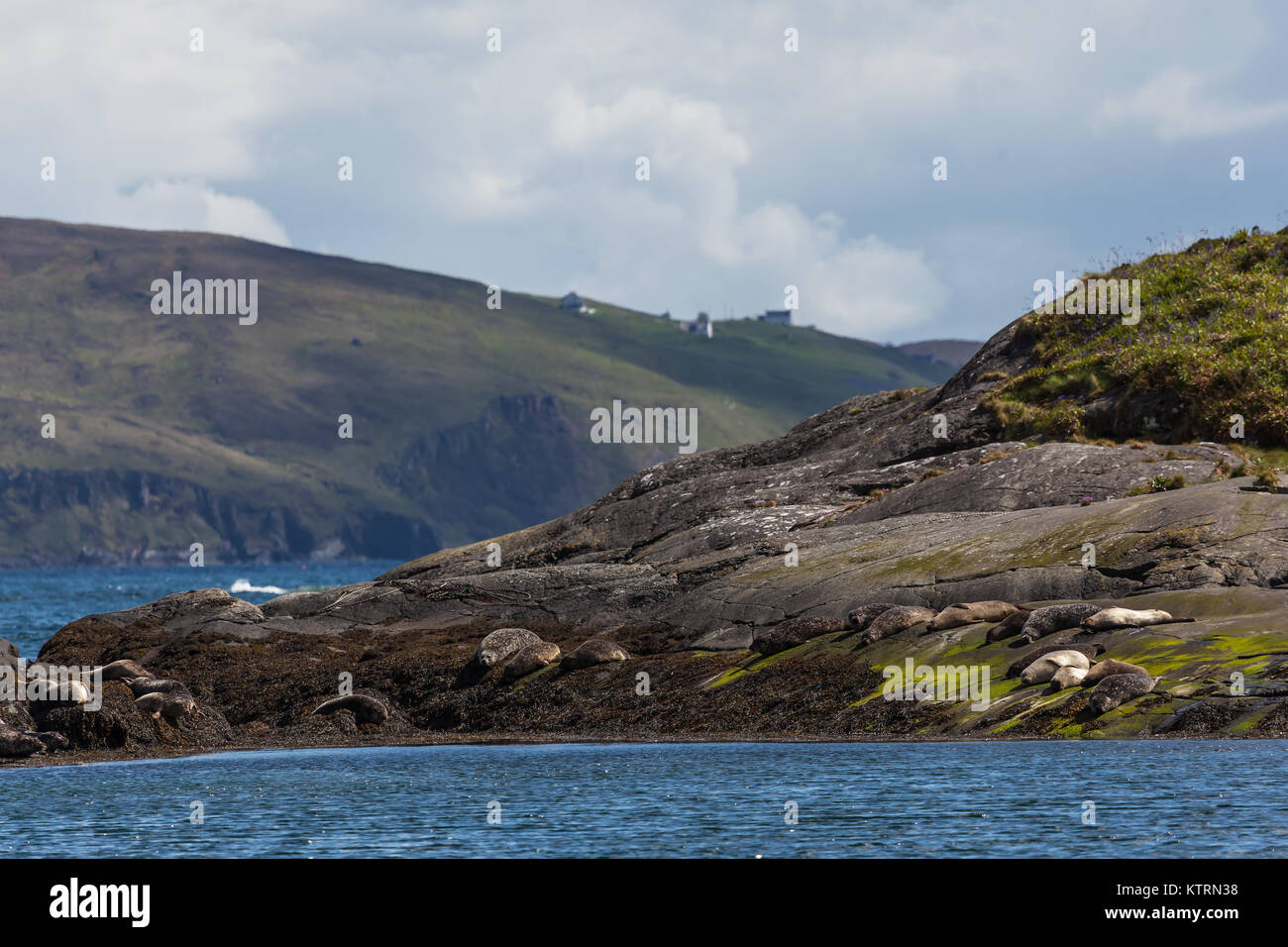 Seals on Isle of Skye Stock Photo - Alamy
