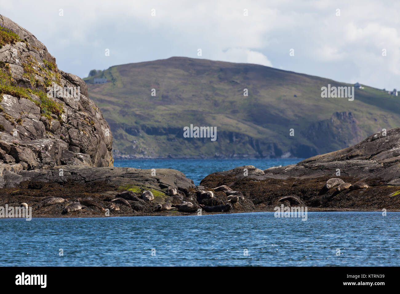 Seals on Isle of Skye Stock Photo - Alamy