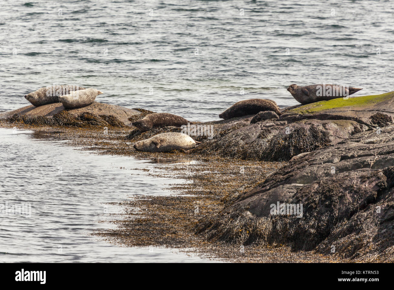 Grey seals on Isle of Skye Stock Photo - Alamy