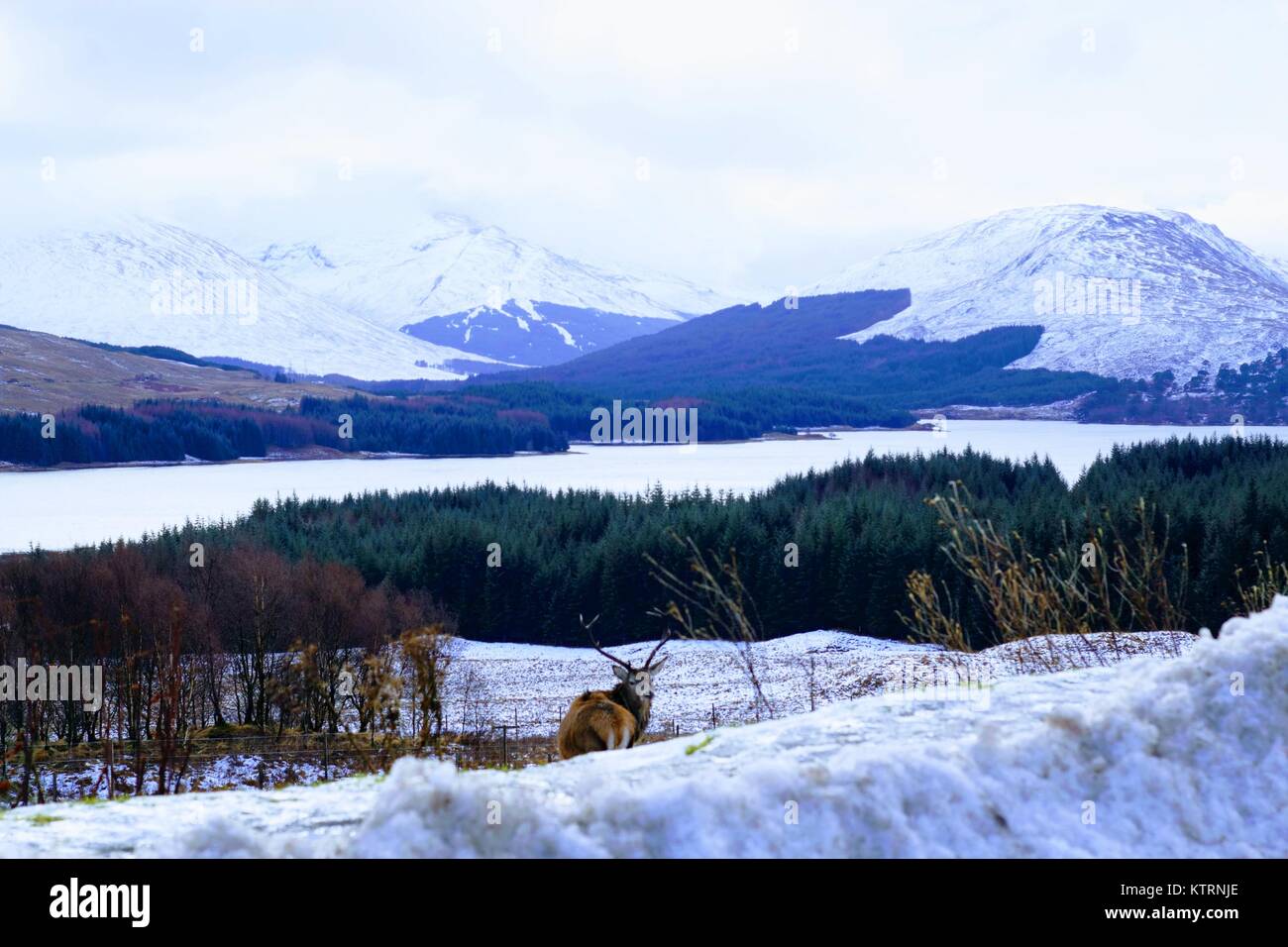 Stag scotland winter hi-res stock photography and images - Alamy