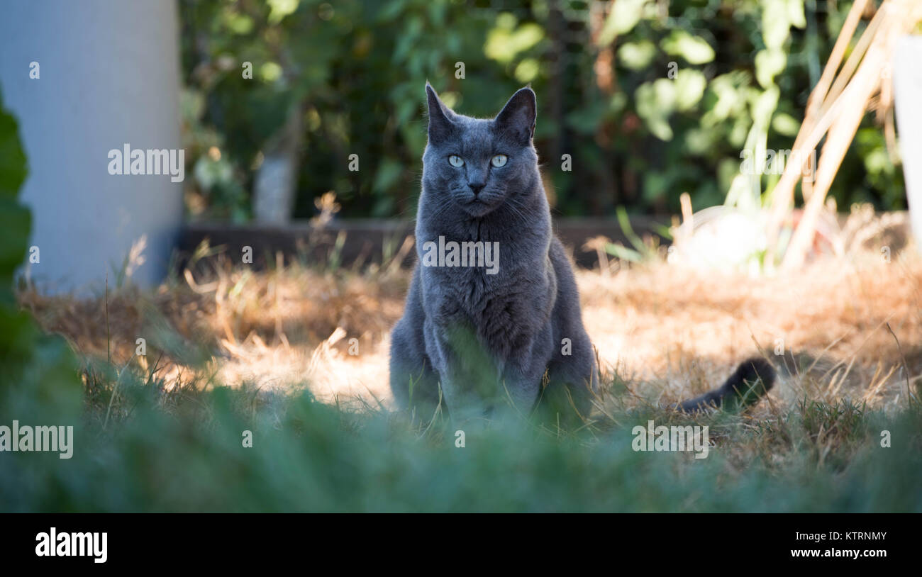 Gray cat outside hi-res stock photography and images - Alamy