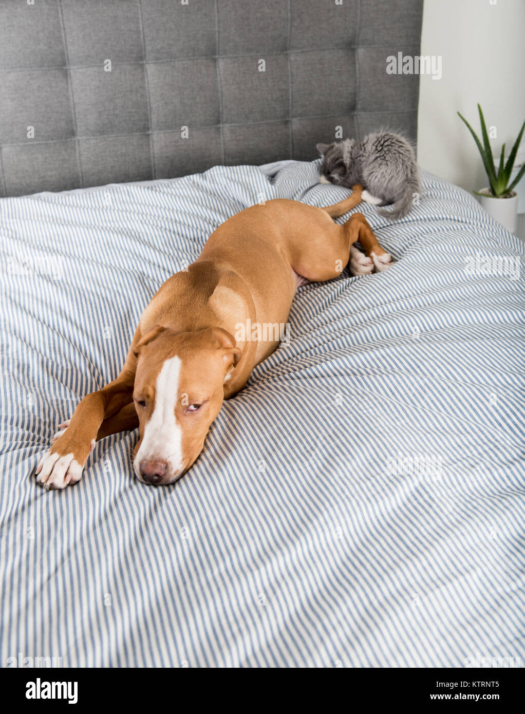 Feet hanging out bed hi-res stock photography and images - Alamy