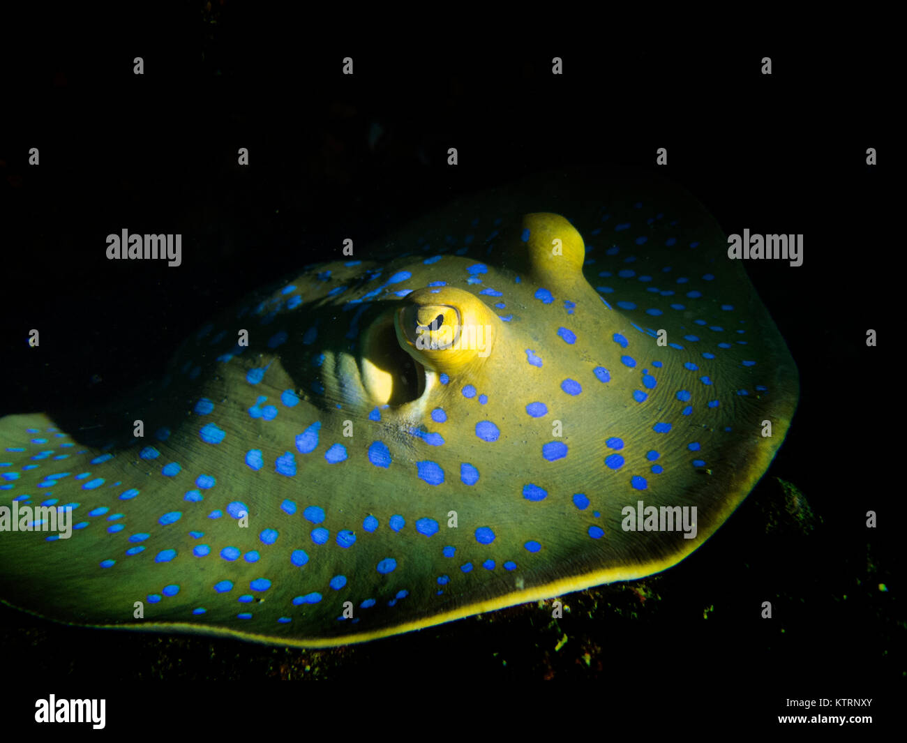 Ribbon tail hi-res stock photography and images - Alamy