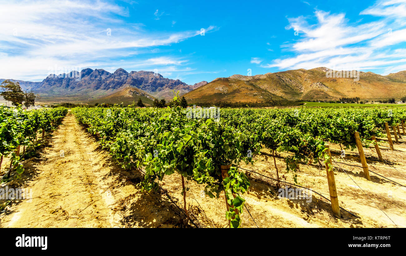 Vineyards and surrounding mountains in spring in the Boland Wine Region ...
