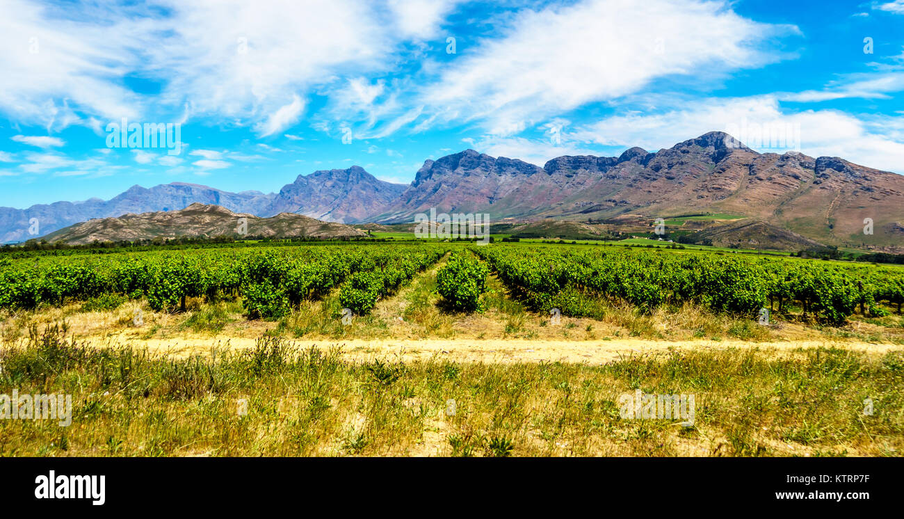 Cape fold mountains hi-res stock photography and images - Alamy
