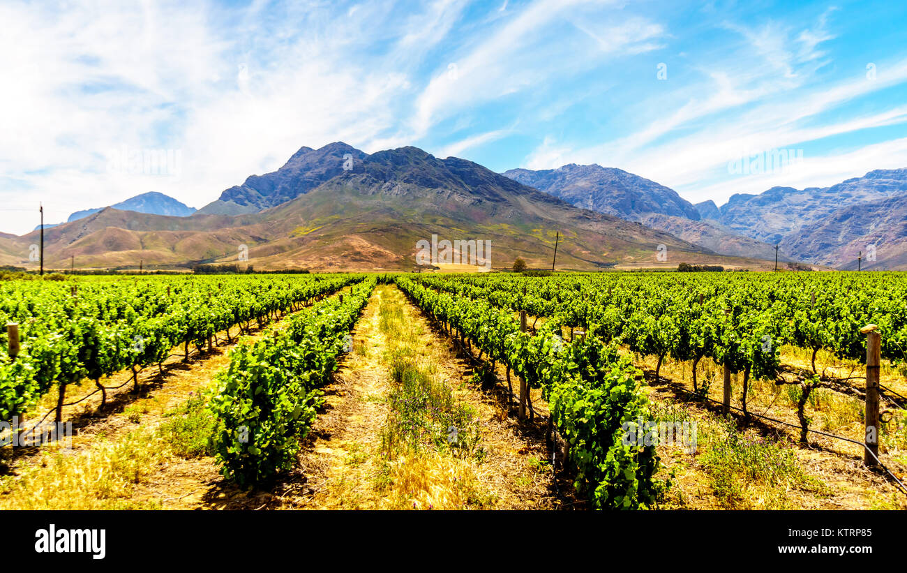 Vineyards and surrounding mountains in spring in the Boland Wine Region ...
