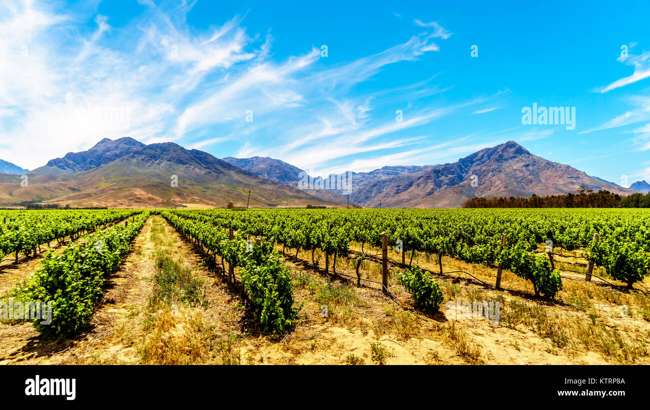 Vineyards and surrounding mountains in spring in the Boland Wine Region ...