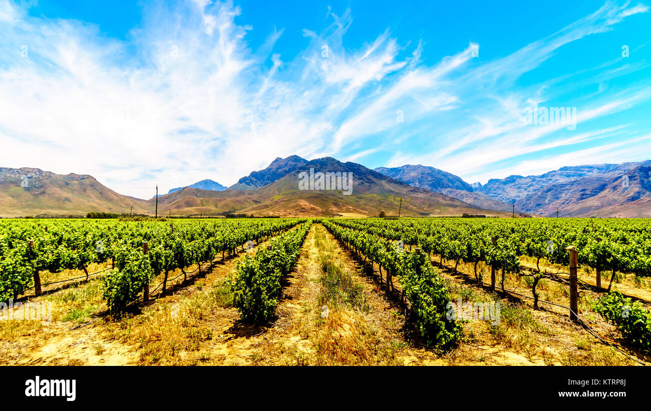 Vineyards and surrounding mountains in spring in the Boland Wine Region ...