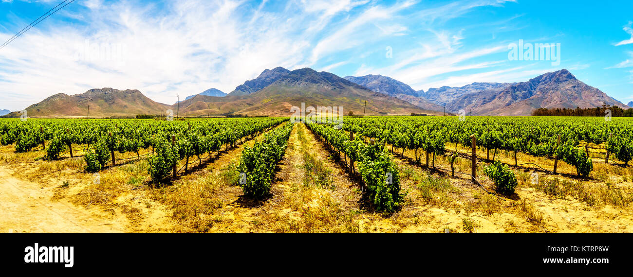 Panorama of Vineyards and surrounding mountains in spring in the Boland ...
