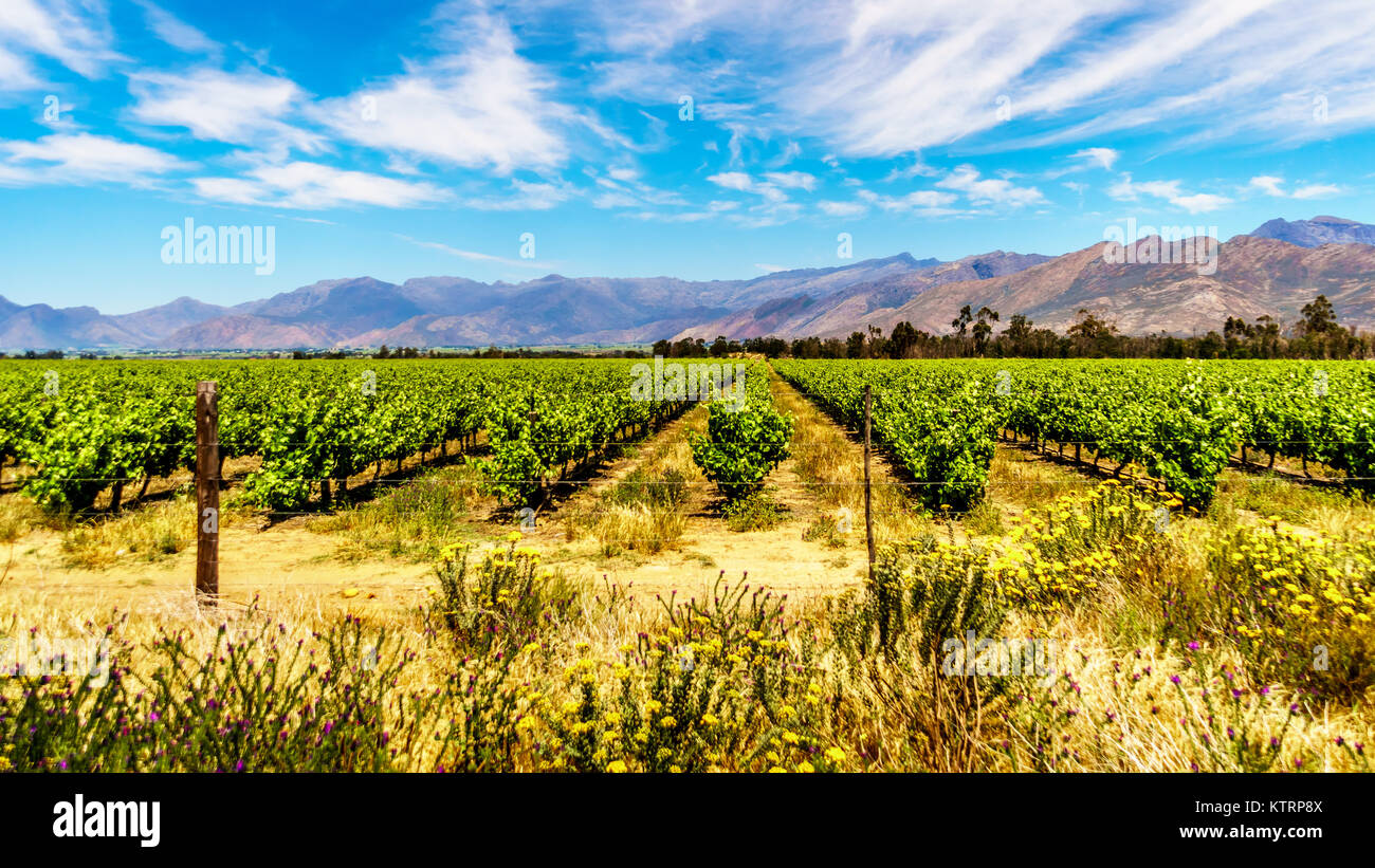 Vineyards and surrounding mountains in spring in the Boland Wine Region ...