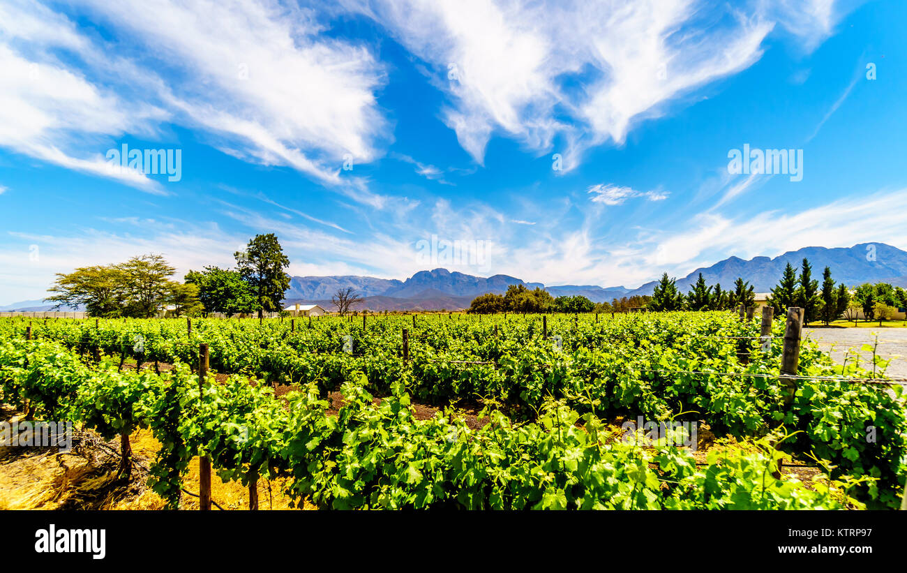 Vineyards and surrounding mountains in spring in the Boland Wine Region ...