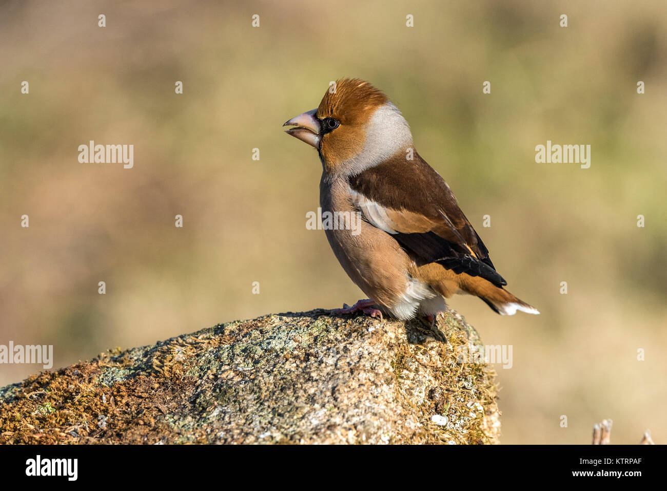 Wild hawfinch hi-res stock photography and images - Alamy