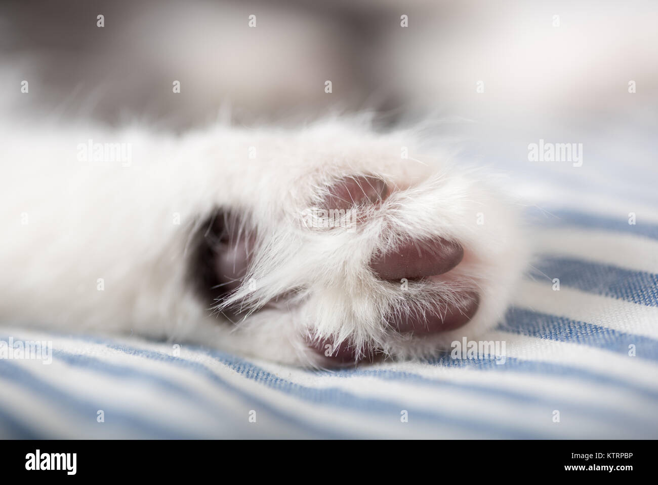 Close Up of Kitten's Paw Stock Photo - Alamy