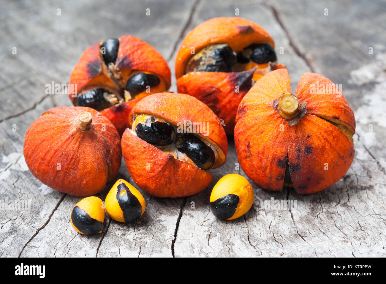 Pink Mahogany (Dysoxylum oppositifolium) ripe dehiscing fruit capsules ...