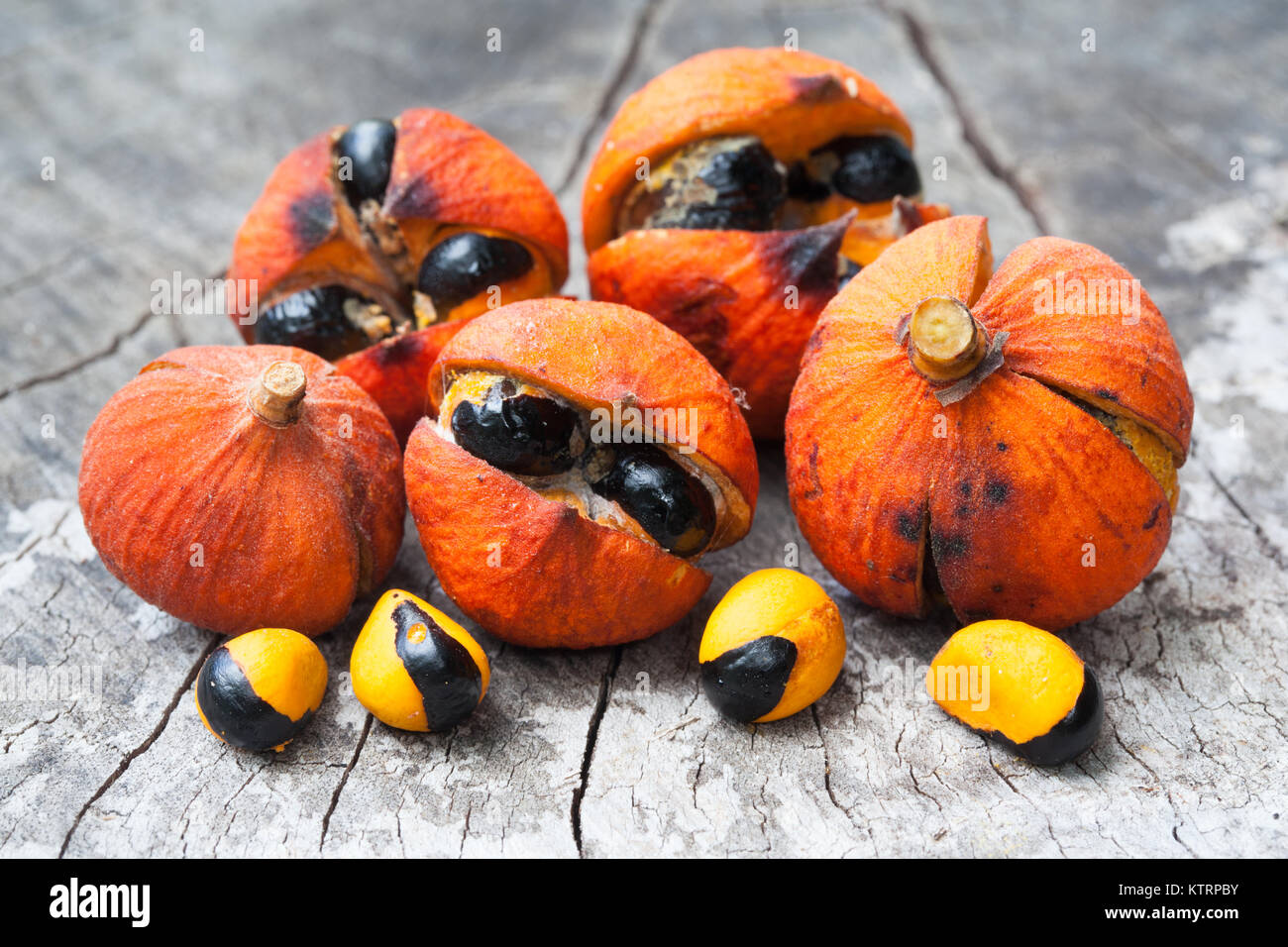 Mahogany Fruit