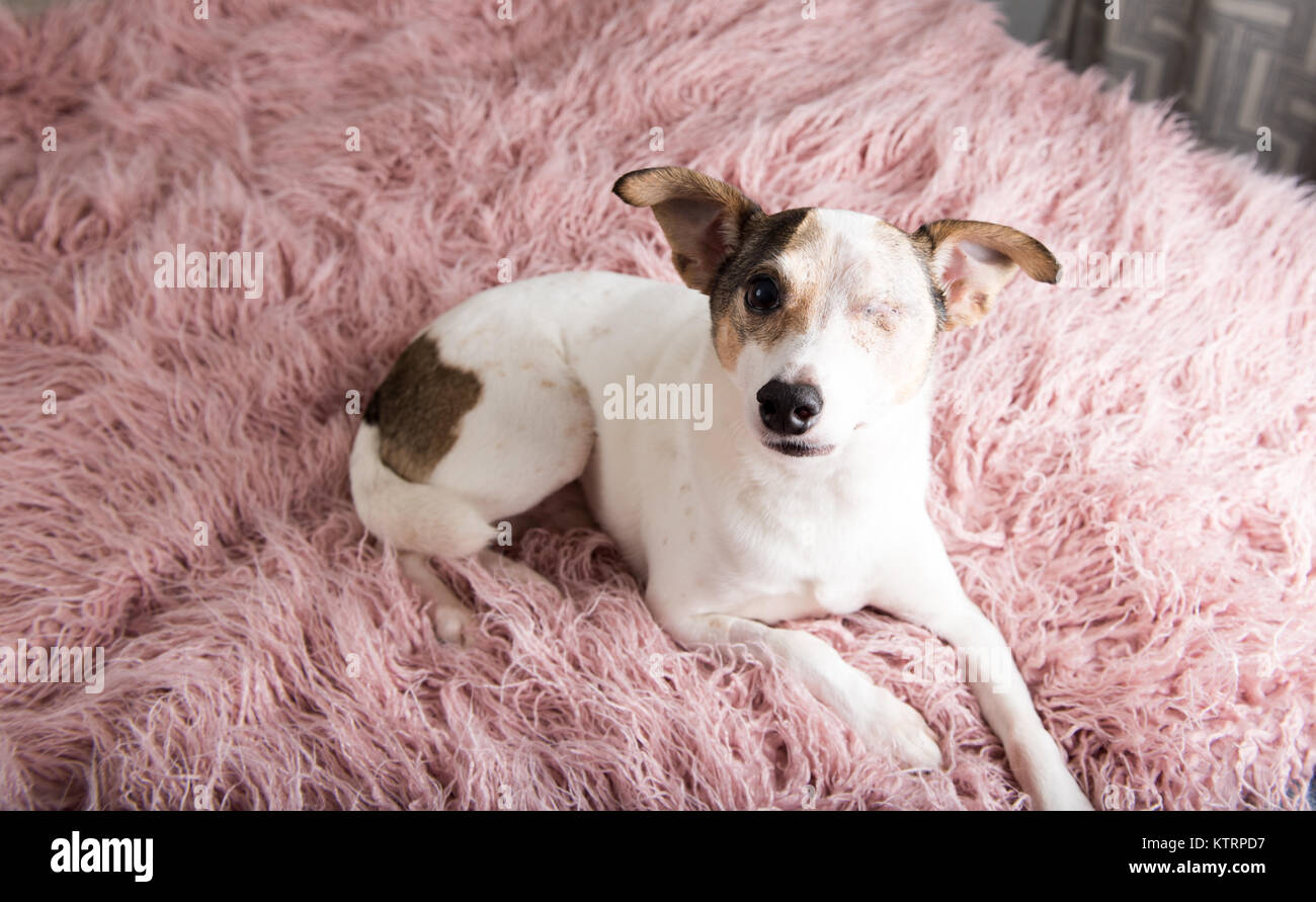 Adorable Jack Russell Senior Dog with Recently Removed Eye Scar Stock ...