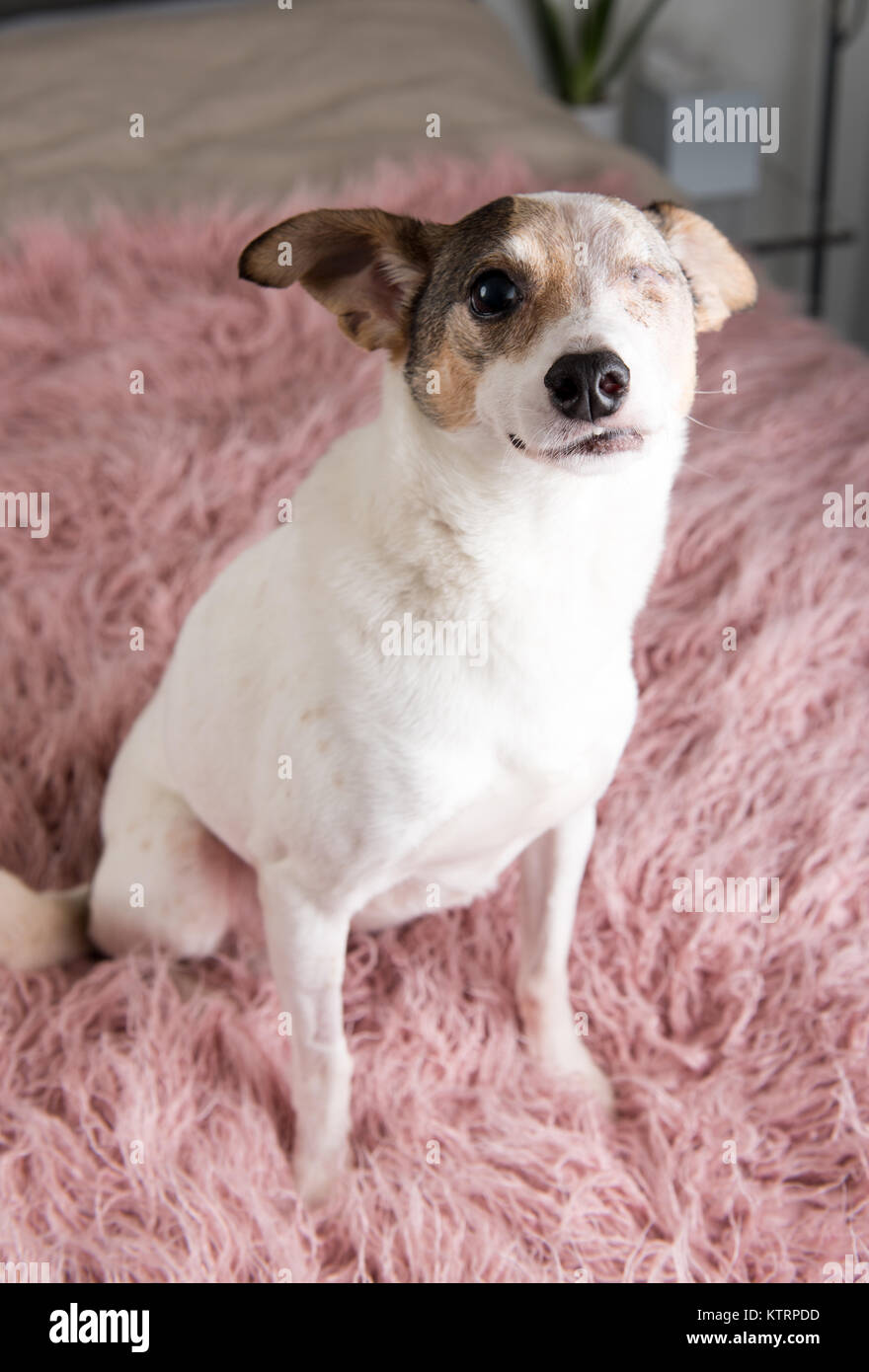 Adorable Jack Russell Senior Dog with Recently Removed Eye Scar Stock ...
