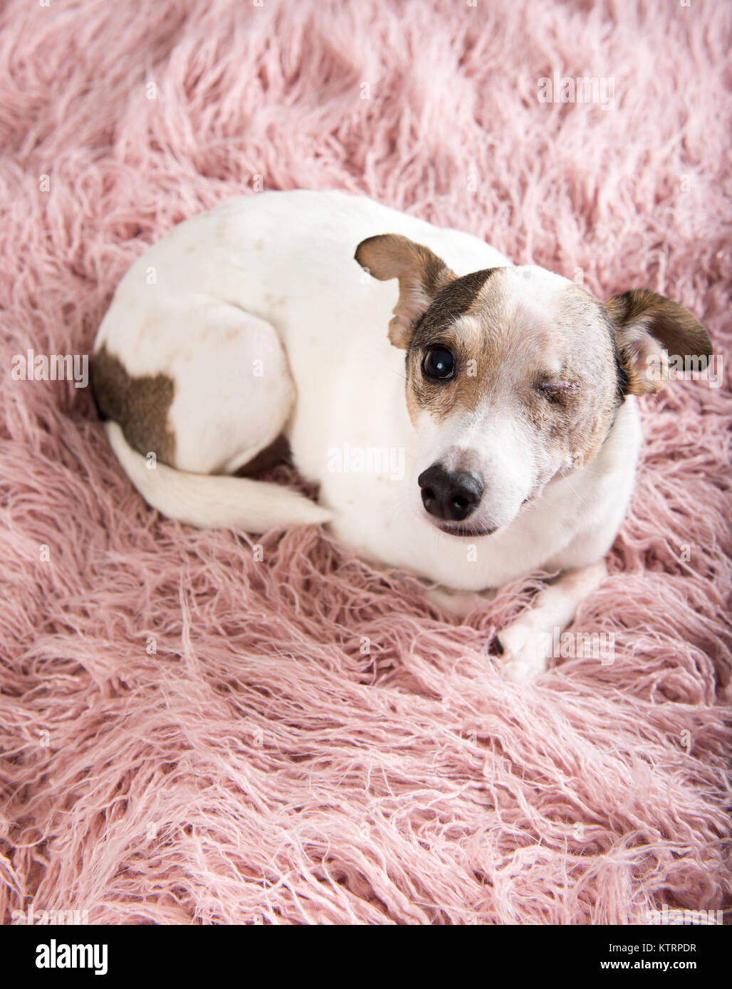 Adorable Jack Russell Senior Dog with Recently Removed Eye Scar Stock ...