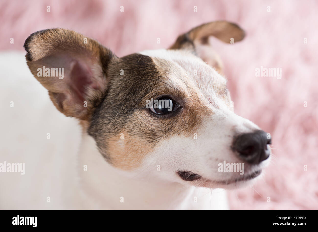 Adorable Jack Russell Senior Dog with Recently Removed Eye Scar Stock ...