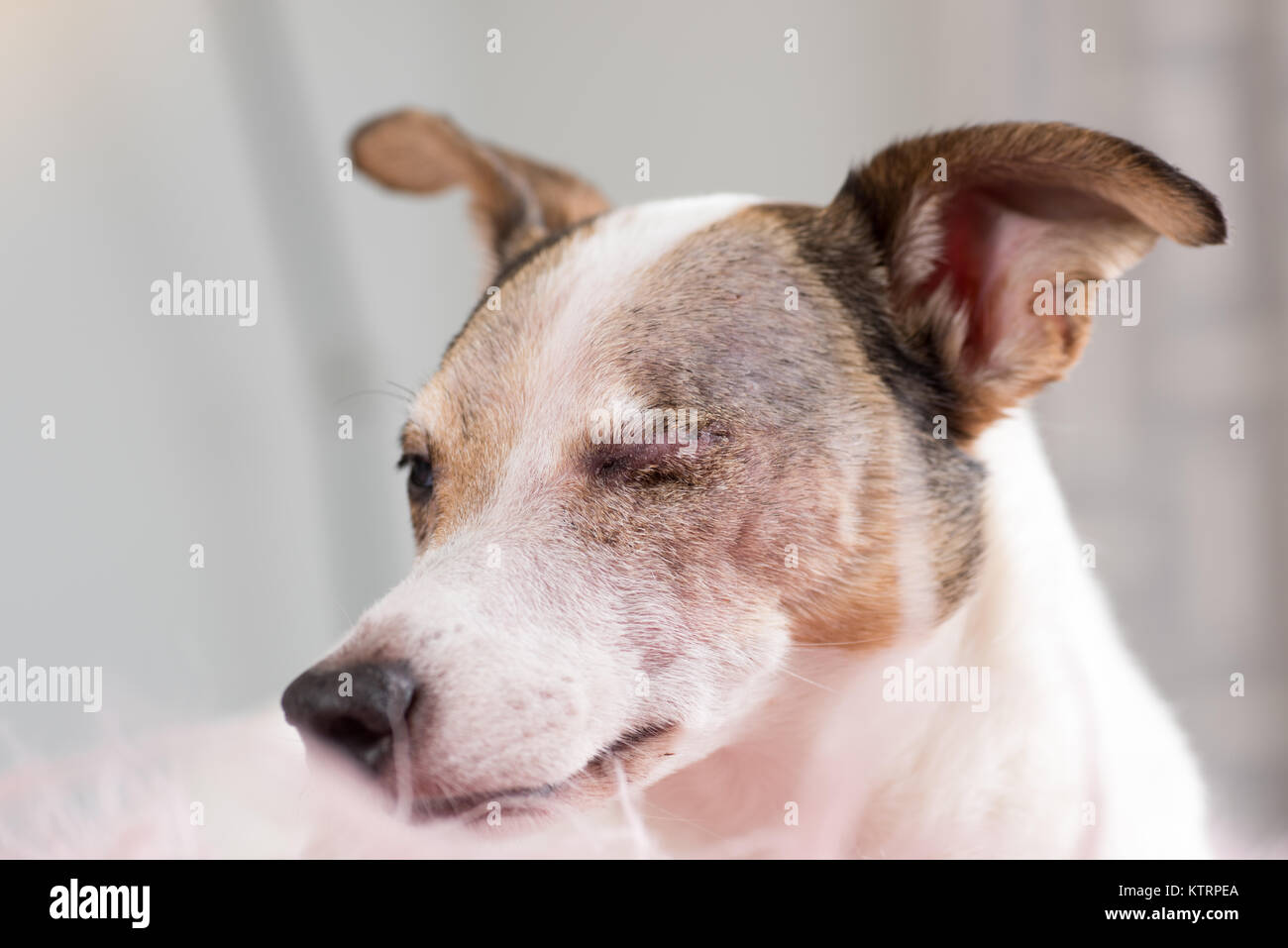 Adorable Jack Russell Senior Dog with Recently Removed Eye Scar Stock ...